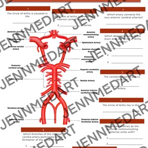 Circle of Willis Anatomy QUIZ Worksheet + Answers - Digital Download ...