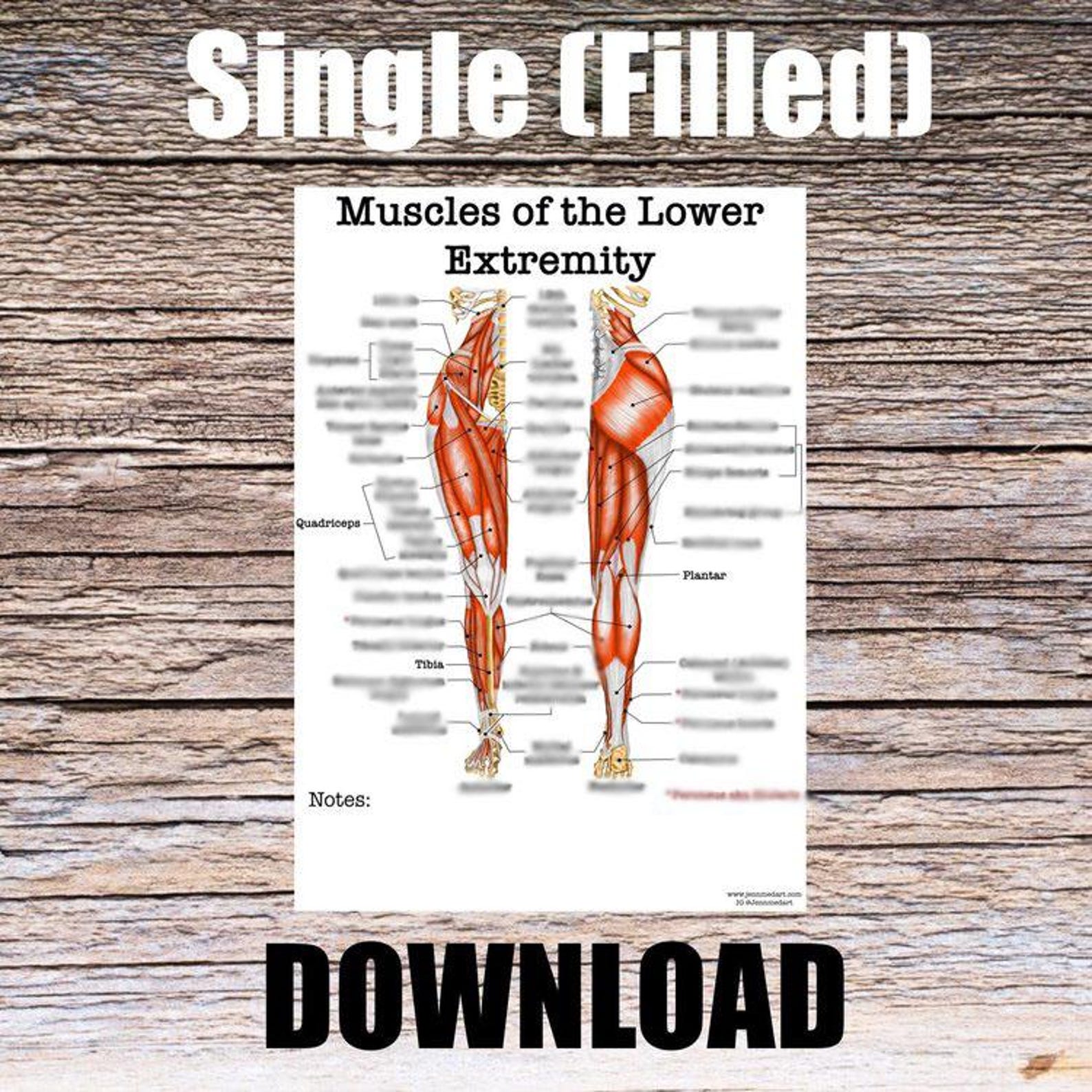 Muscles of the Lower Extremity Anatomy Worksheet- Single FILLED ...