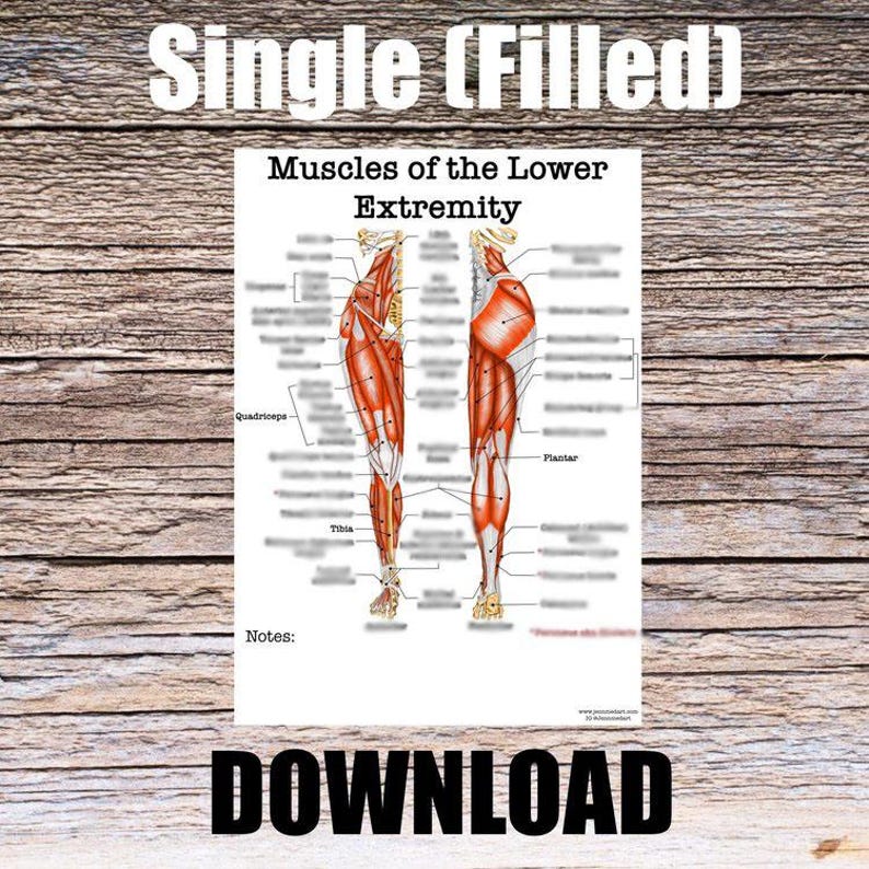 Muscles of the Lower Extremity Anatomy Worksheet- Single FILLED ...