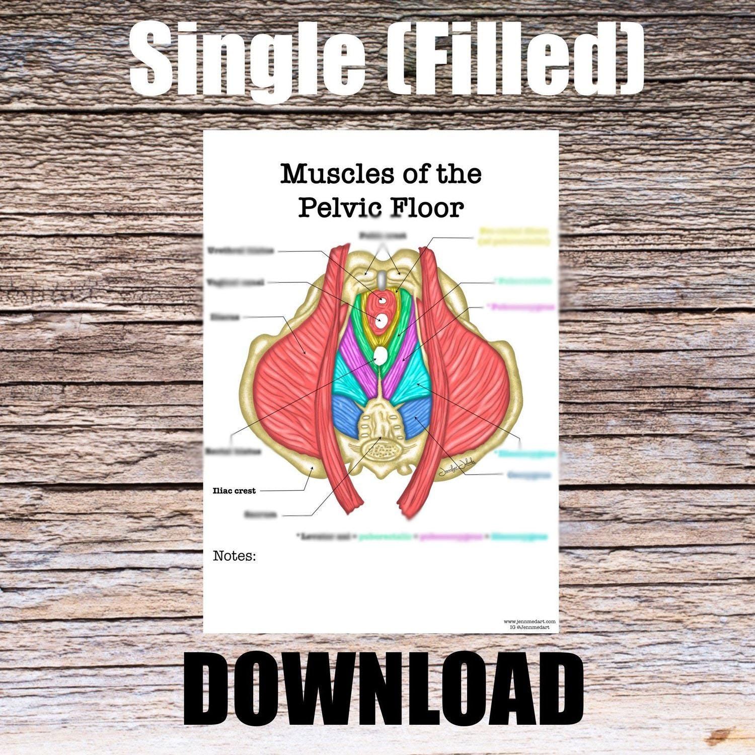 Pelvic Floor Anatomy Worksheet- Single FILLED- Digital Download Human ...