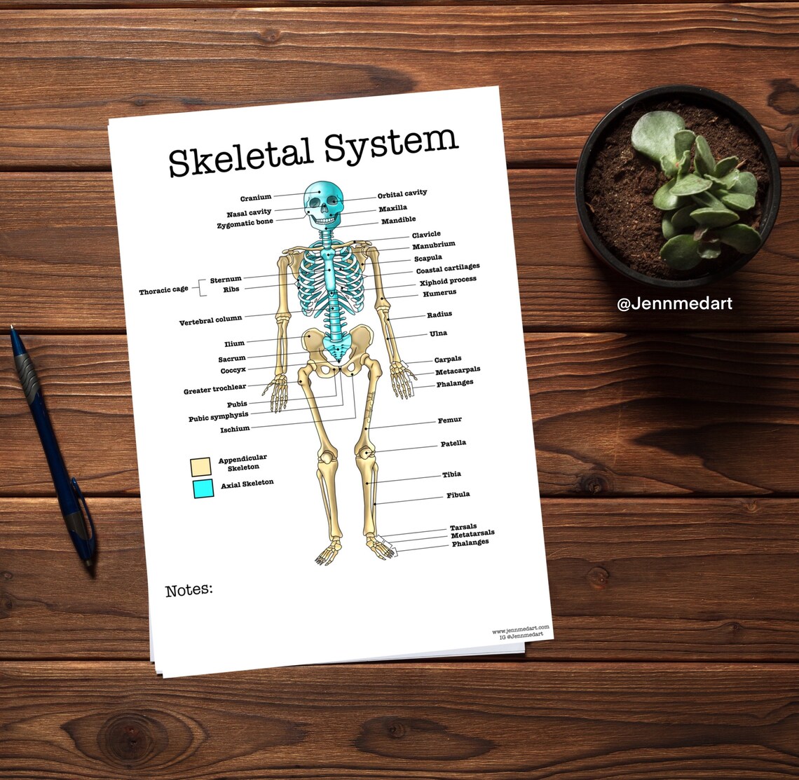 Skeletal System Anatomy Coloring Page- LABELED- Digital Download ...