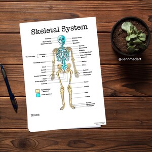 Skeletal System Anatomy Coloring Page- LABELED- Digital Download ...