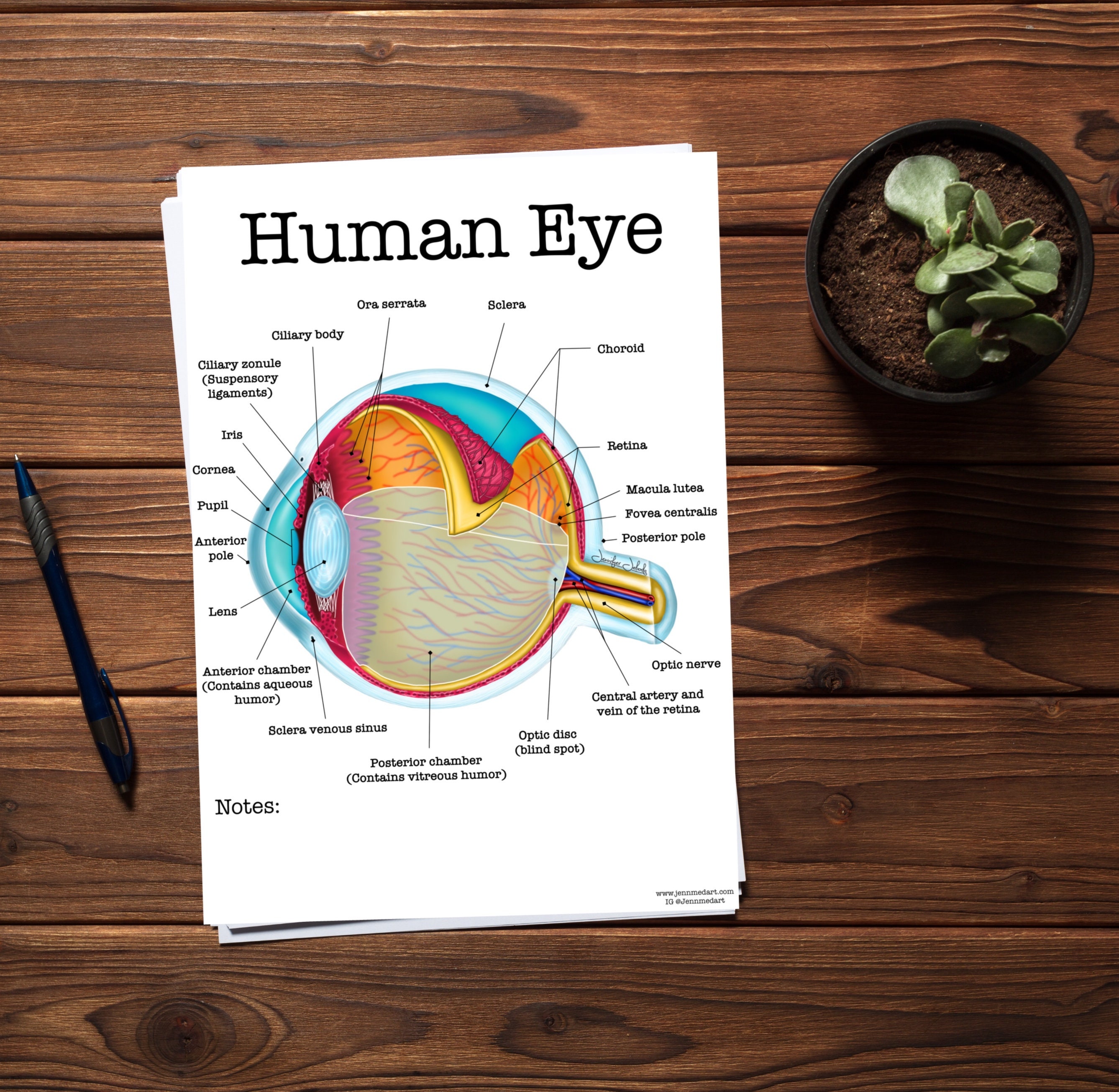 Human Eye Anatomy Worksheet- Single FILLED- Digital Download Human ...