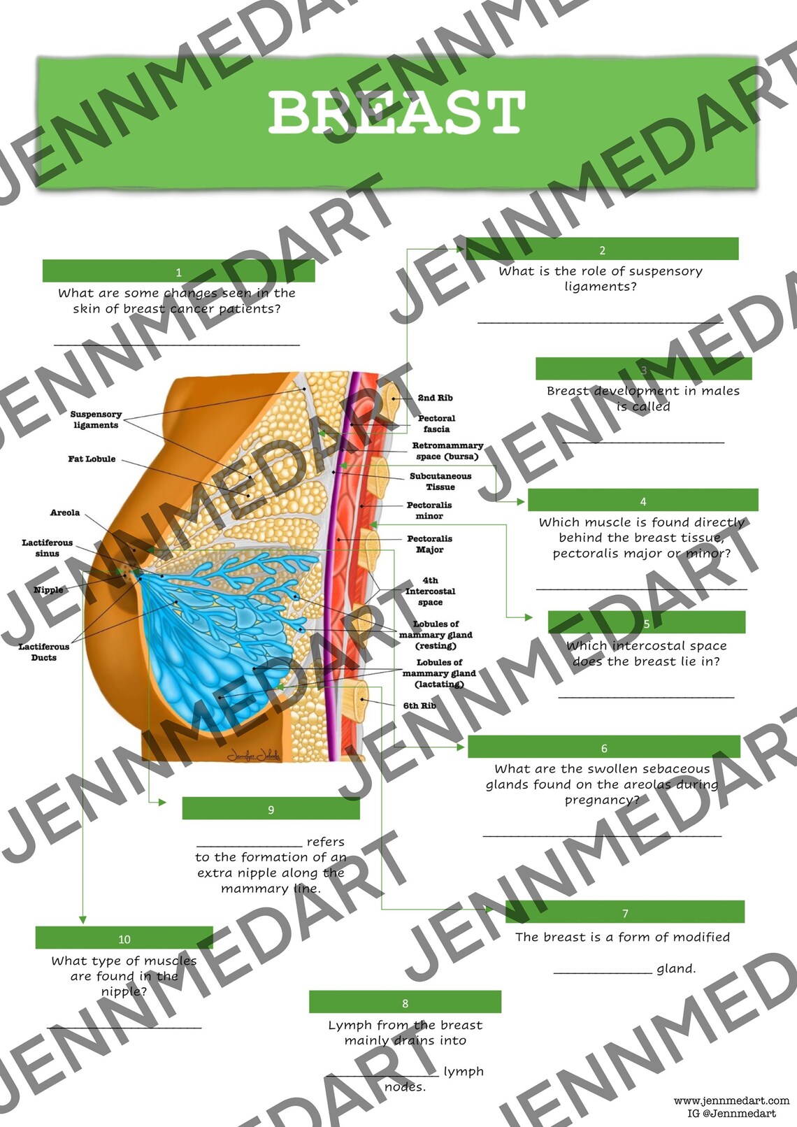 Breast Anatomy QUIZ Worksheet + Answers - Digital Download Printable ...