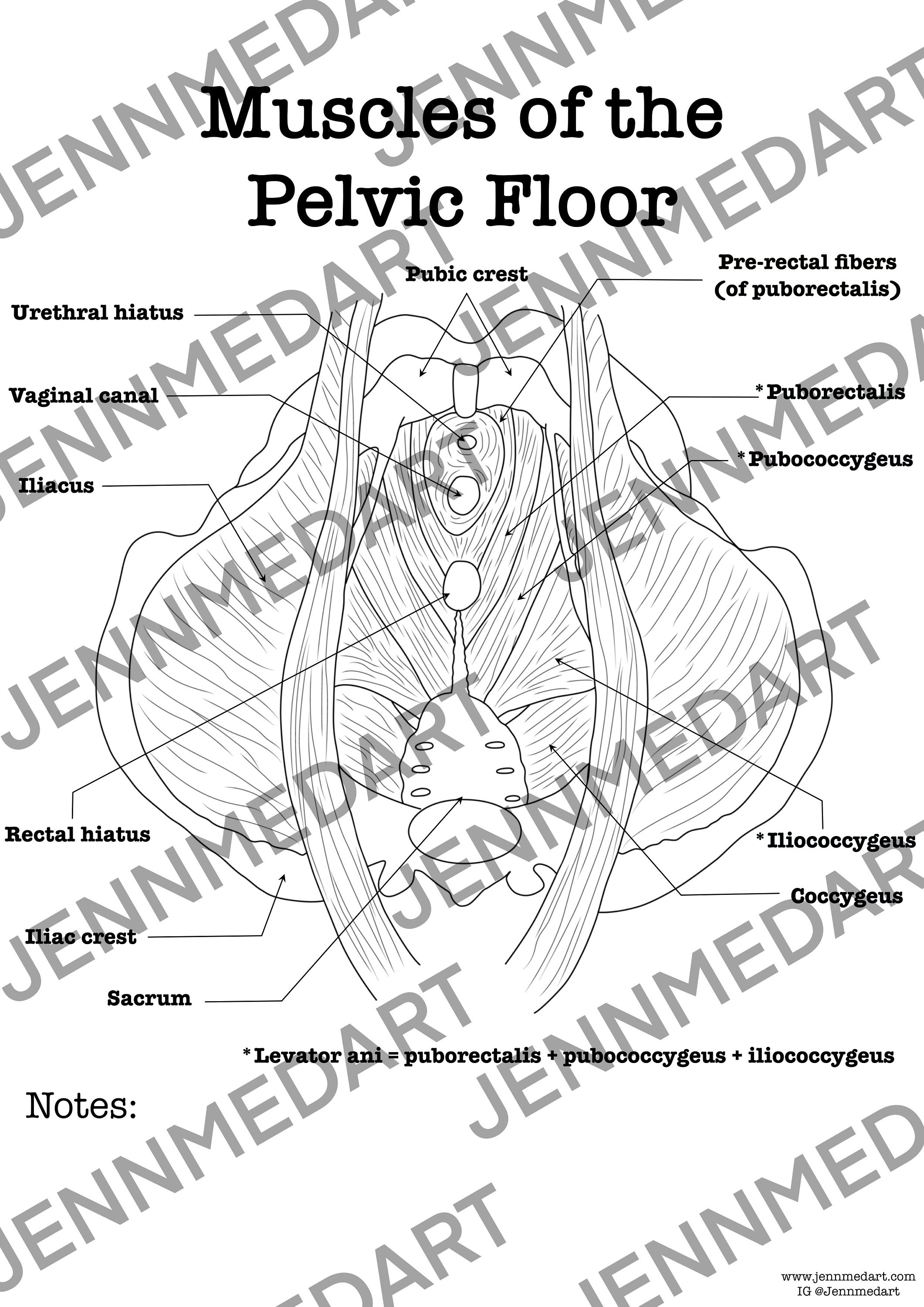 Pelvic Floor Anatomy Coloring Page LABELED Digital Download Muscle ...