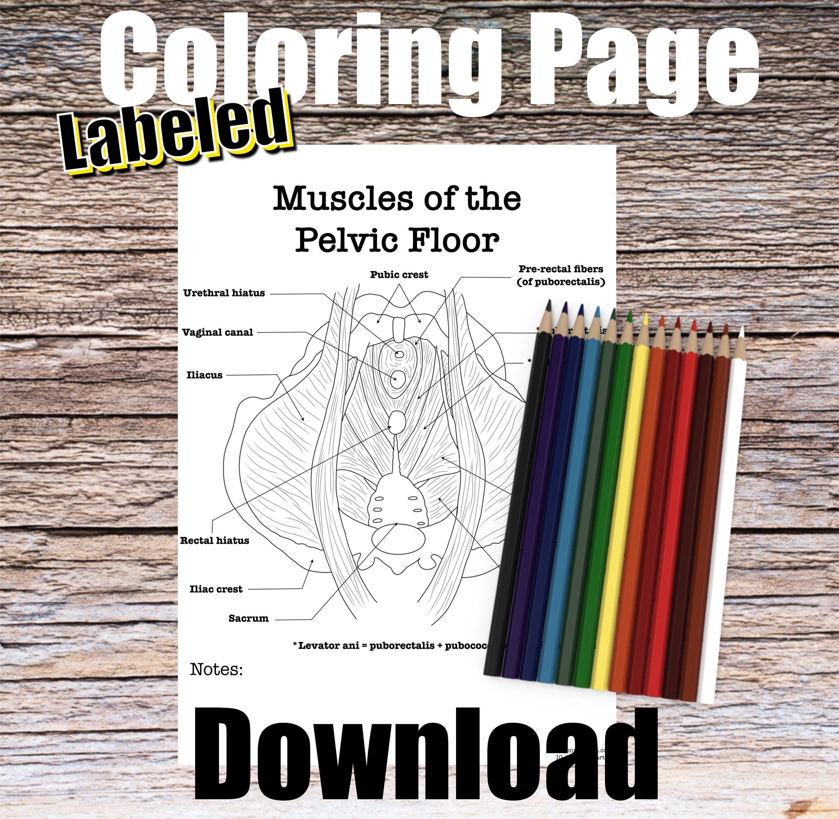 Pelvic Floor Anatomy Coloring Page- LABELED- Digital Download Muscle ...