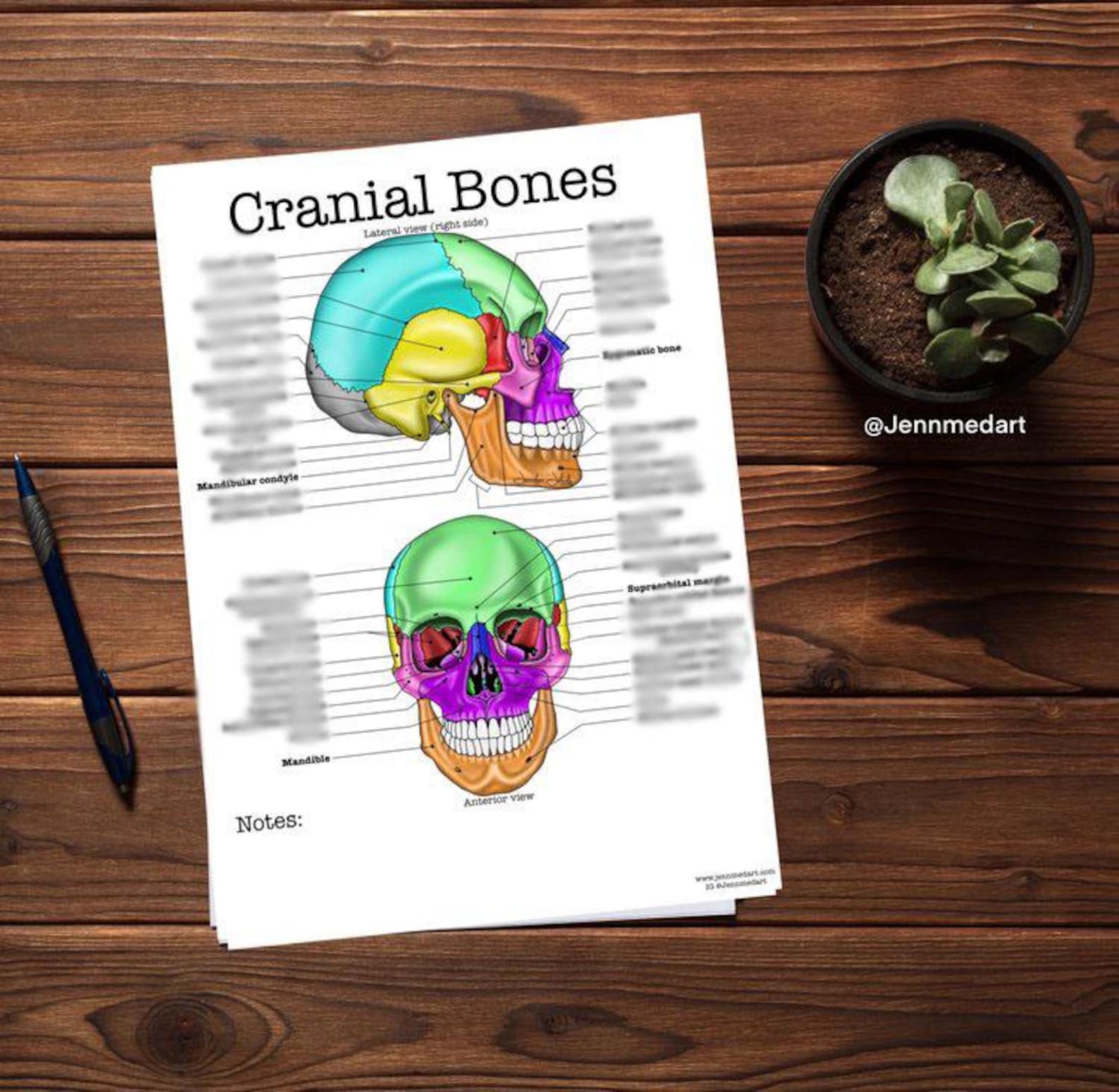 Cranial Bones Coloring Page | Labeled | Skull Anatomy Study Guide ...