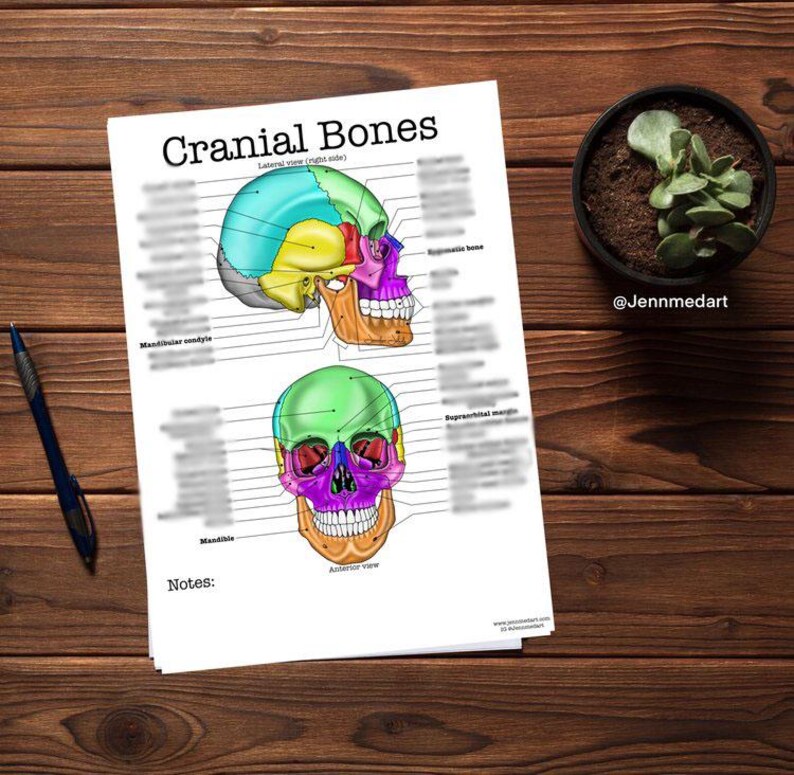 Cranial Bones Anatomy Coloring Page- LABELED- Digital Download Skull ...