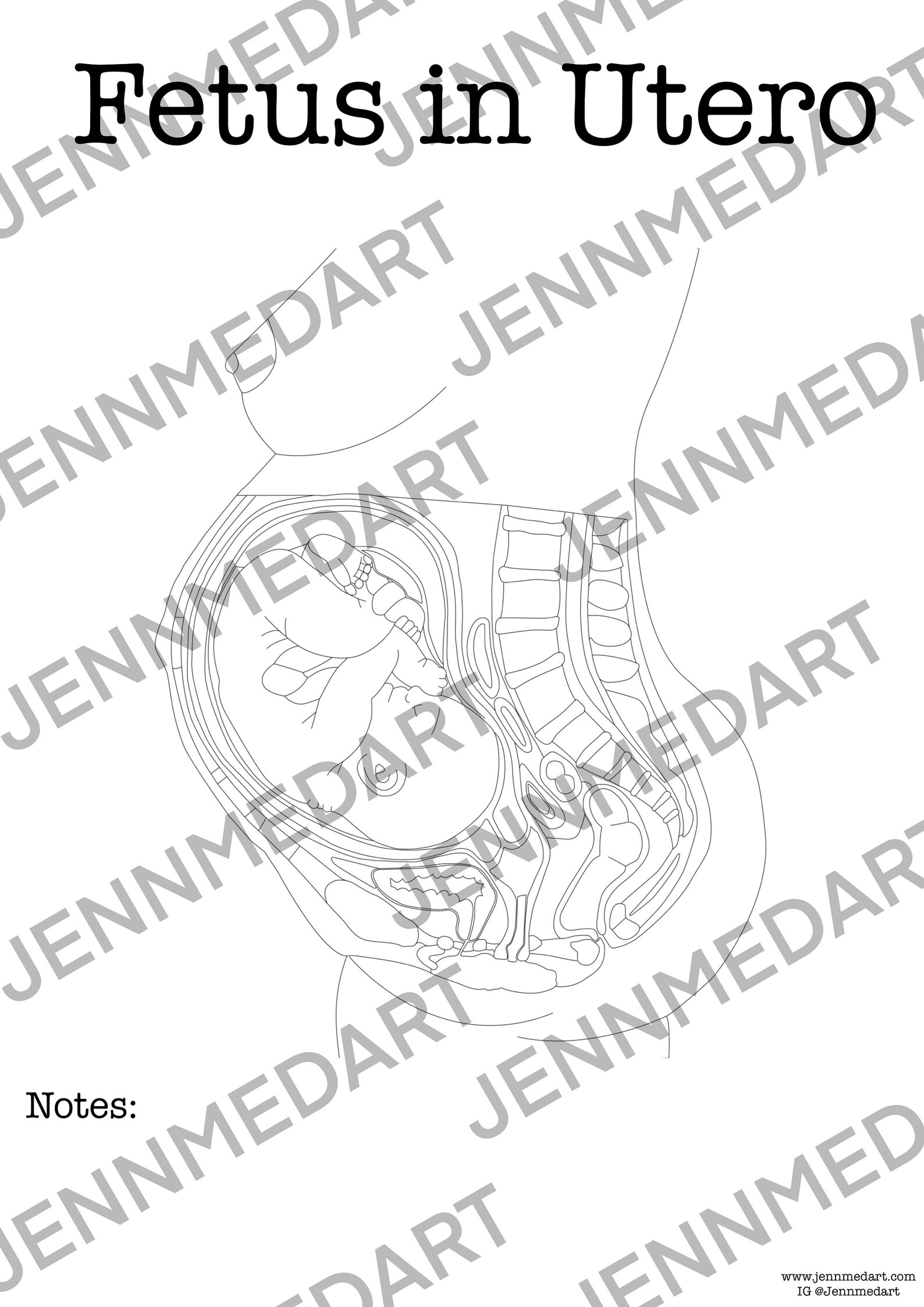 Fetus in Utero Anatomy Coloring Page BLANK Digital Download | Etsy