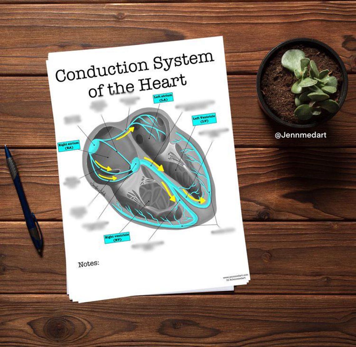 Conduction System of the Heart Anatomy Coloring Page- LABELED- Digital ...