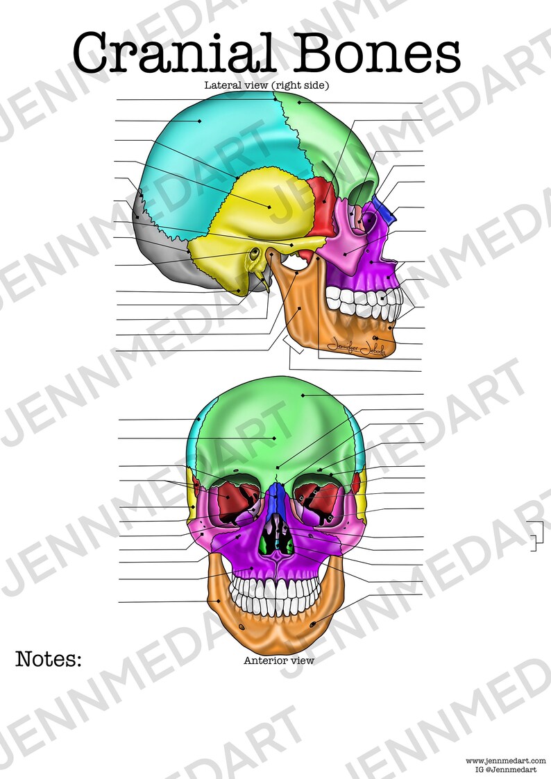 Cranial Bones Anatomy Worksheet- Single FILLABLE- Digital Download ...