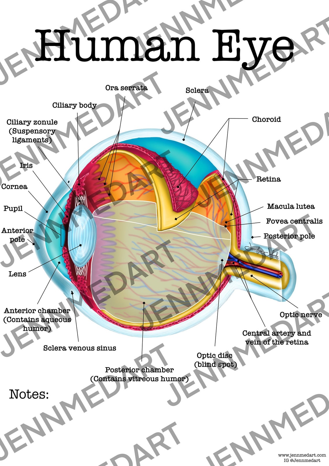 Human Eye Anatomy Worksheet- Single FILLED- Digital Download Human ...