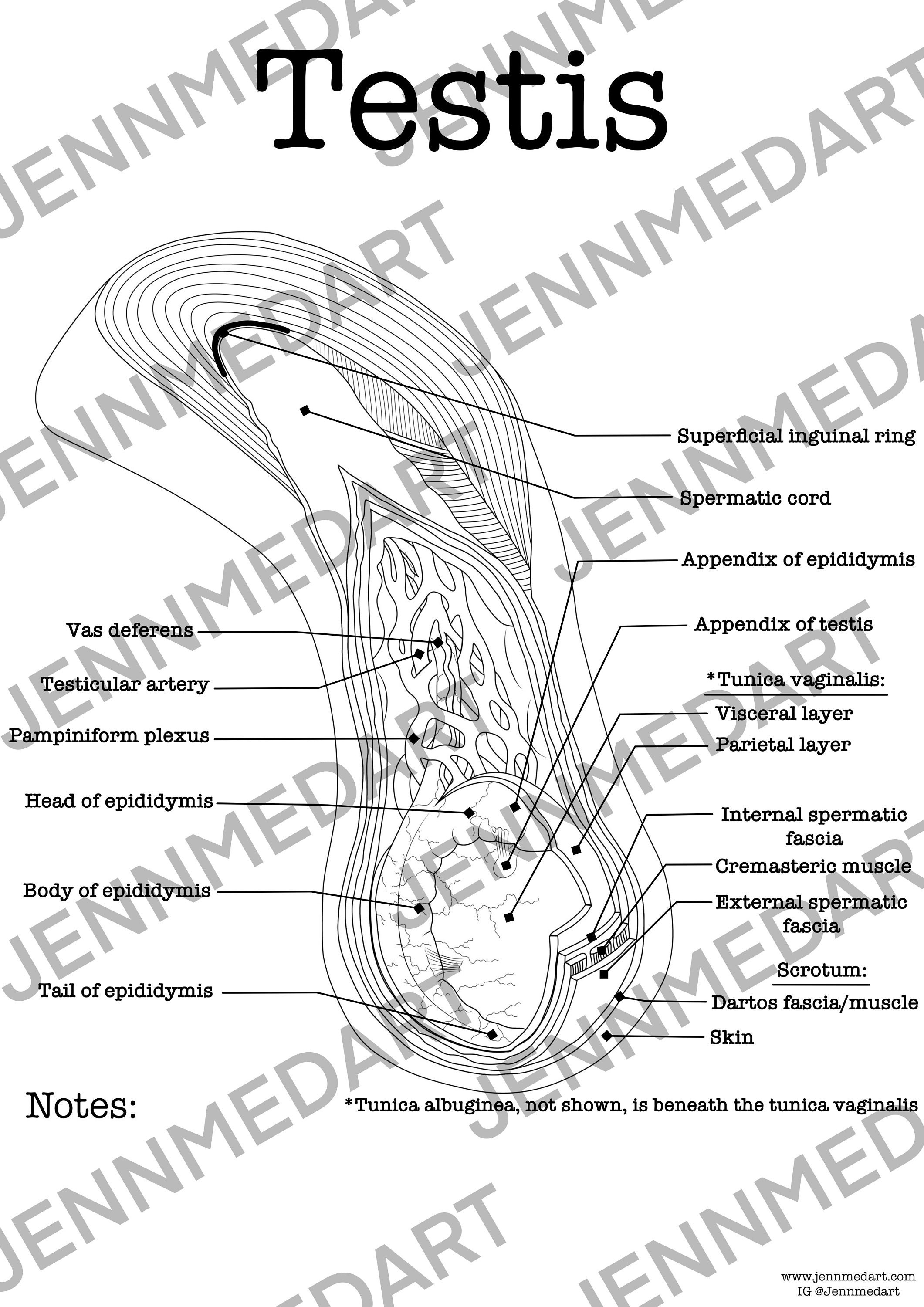 Testis Anatomy Coloring Page Labeled Digital Download Penis Scrotum
