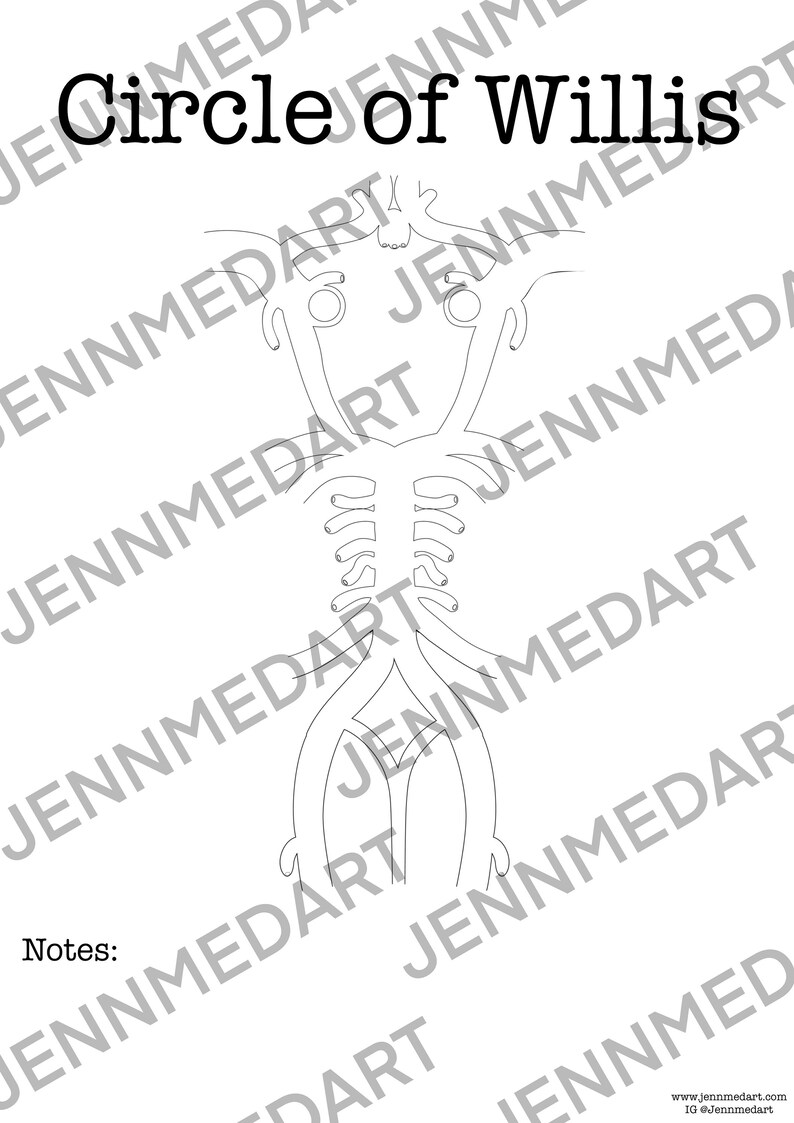 Circle of Willis Anatomy Coloring Page BLANK Digital Download Brain ...