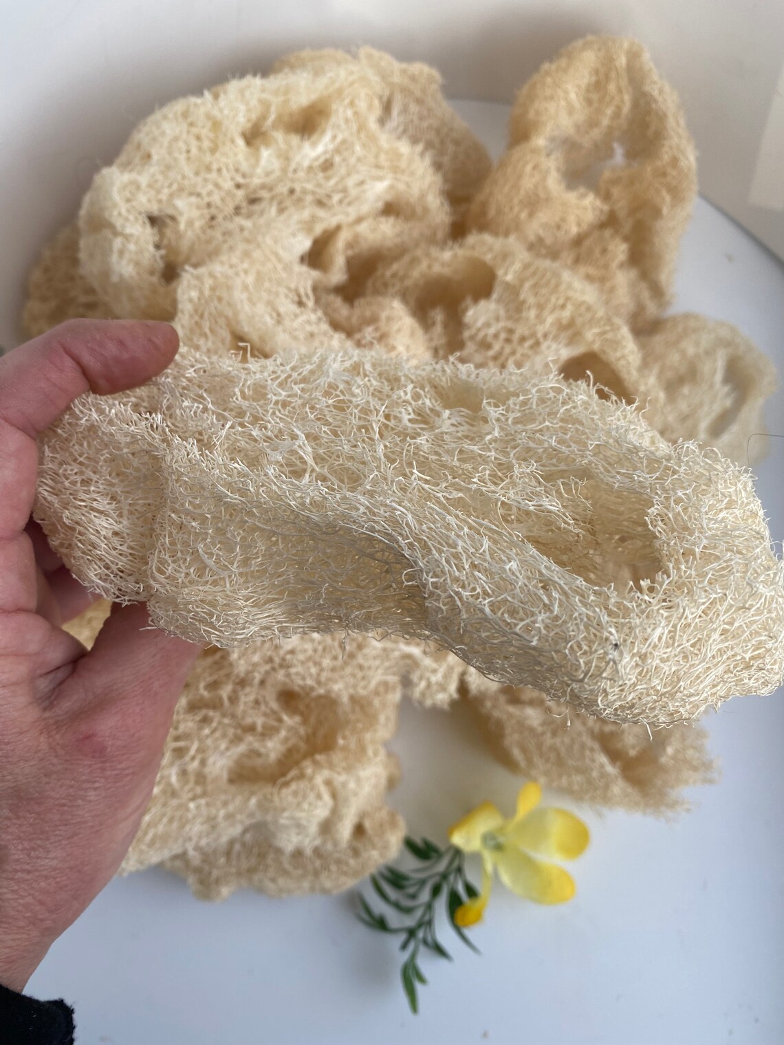 Natural Egyptian Biodegradable Luffa Loofa Lufa Loofah Bath & - Etsy