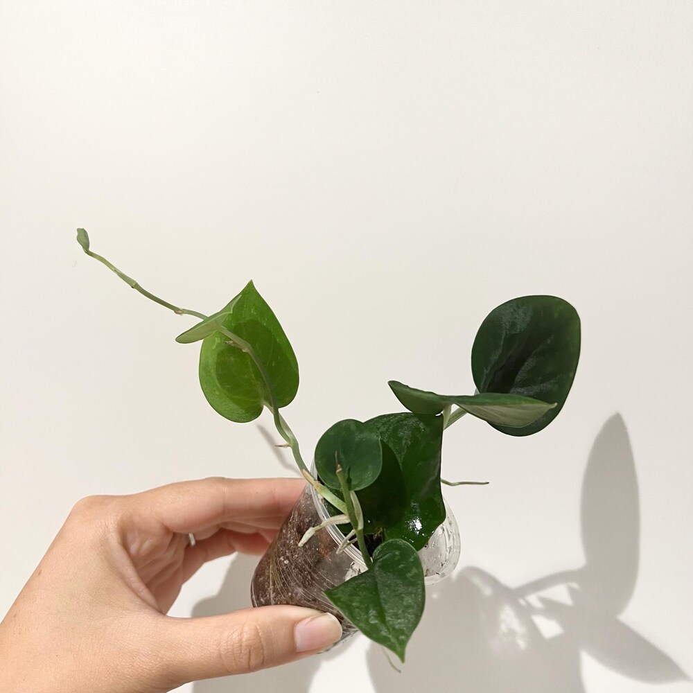 SiloliageShop - Etsy