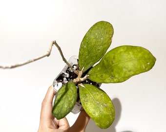 Hoya Irina | Etsy