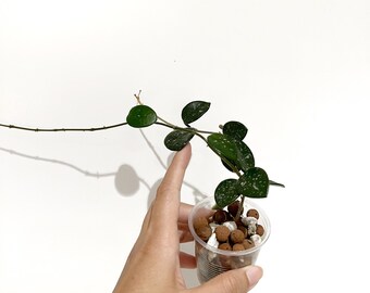 Hoya Mathilde Super Splash - Etsy