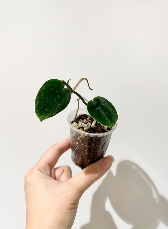 SiloliageShop - Etsy