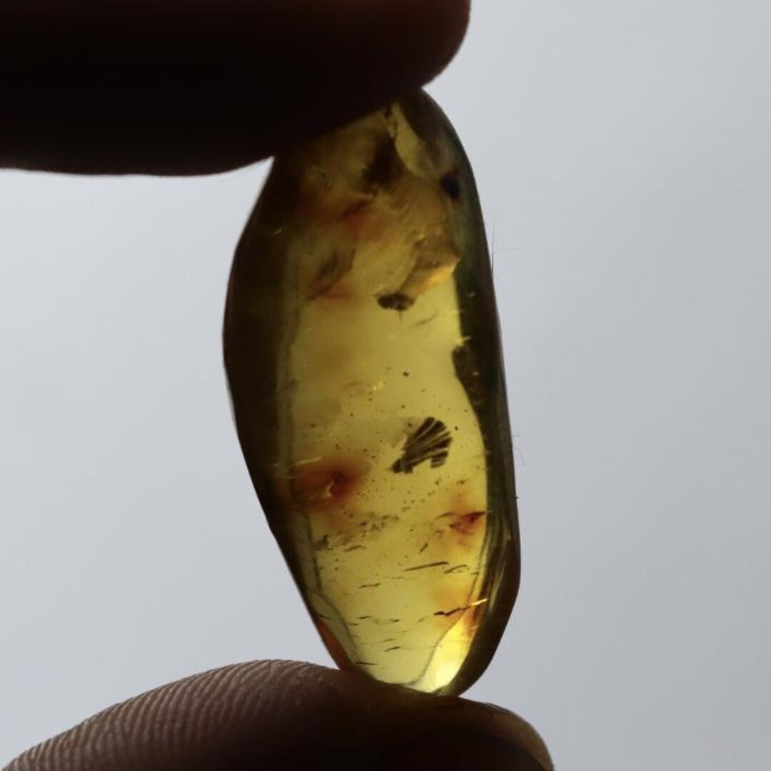 Natural Mexican Amber | Amber Piece Collectors Specimen Healing Stone ...