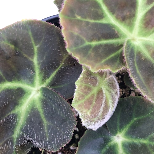 Rhizomatous Begonia 'escargot' - Etsy