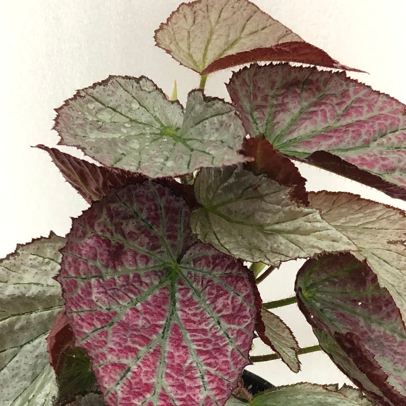 BearFootFarmsLLC - Etsy