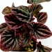 Peperomia 'ruby Ripple' - Etsy