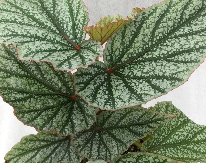 Angelwing Begonia 'frosty' - Etsy