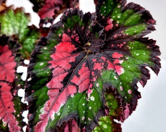 Jurassic™ Rex Begonia 'pink Splash' - Etsy