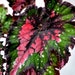 Jurassic™ Rex Begonia 'watermelon' - Etsy