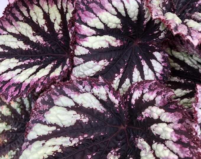 Rex Begonia 'fireworks' - Etsy