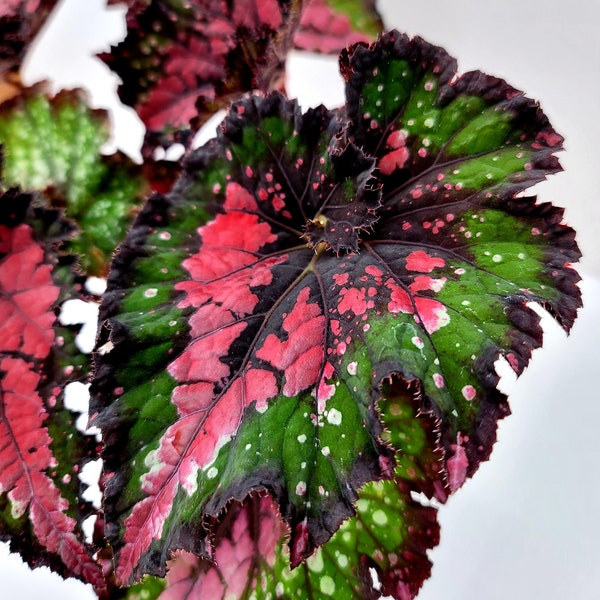 Jurassic Watermelon Begonia - Etsy