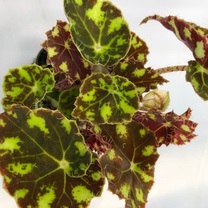 Rhizomatous Begonia 'tiger Kitten' - Etsy
