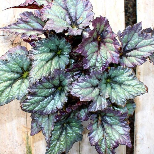 Rex Begonia 'ideal Silvery Blue' - Etsy