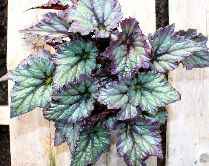 Rex Begonia 'ideal Silvery Blue' - Etsy