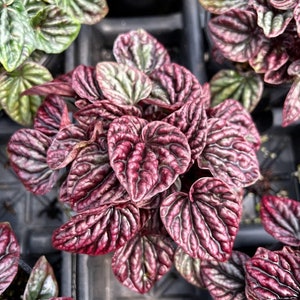 Peperomia 'ruby Ripple' - Etsy