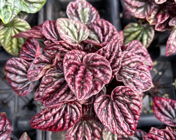 Peperomia 'ruby Ripple' - Etsy