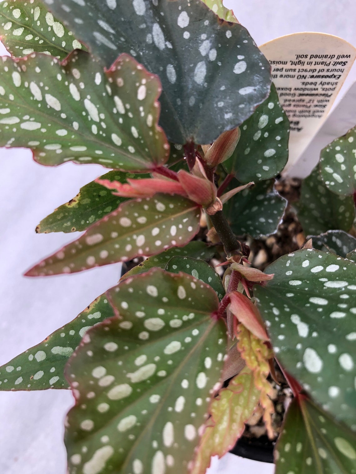 Angelwing Begonia 'medora' - Etsy