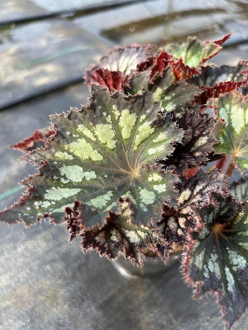 Rex Begonia 'luminary' - BFF Exclusive - Etsy