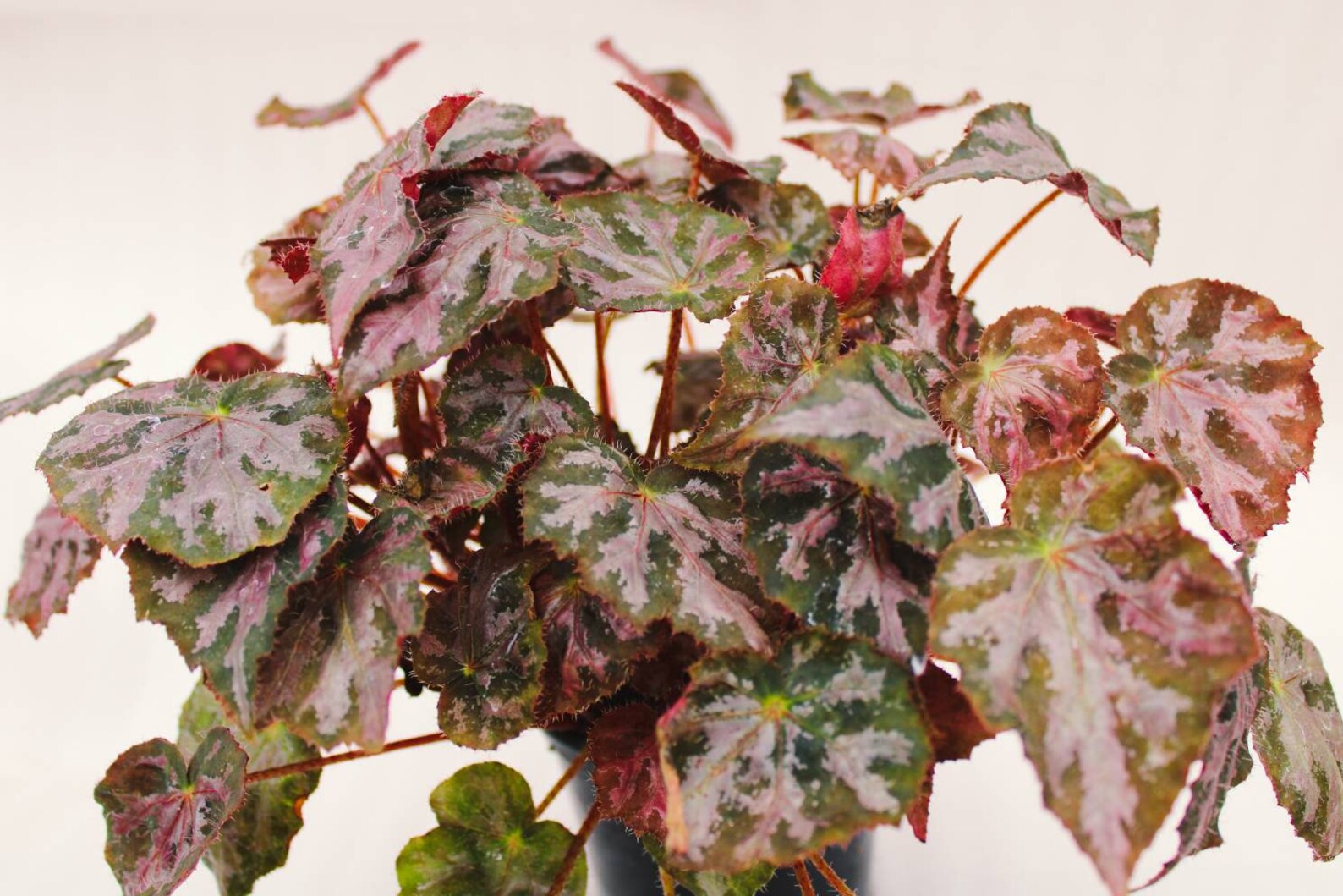 Begonia 'strawberry Creame' - Etsy