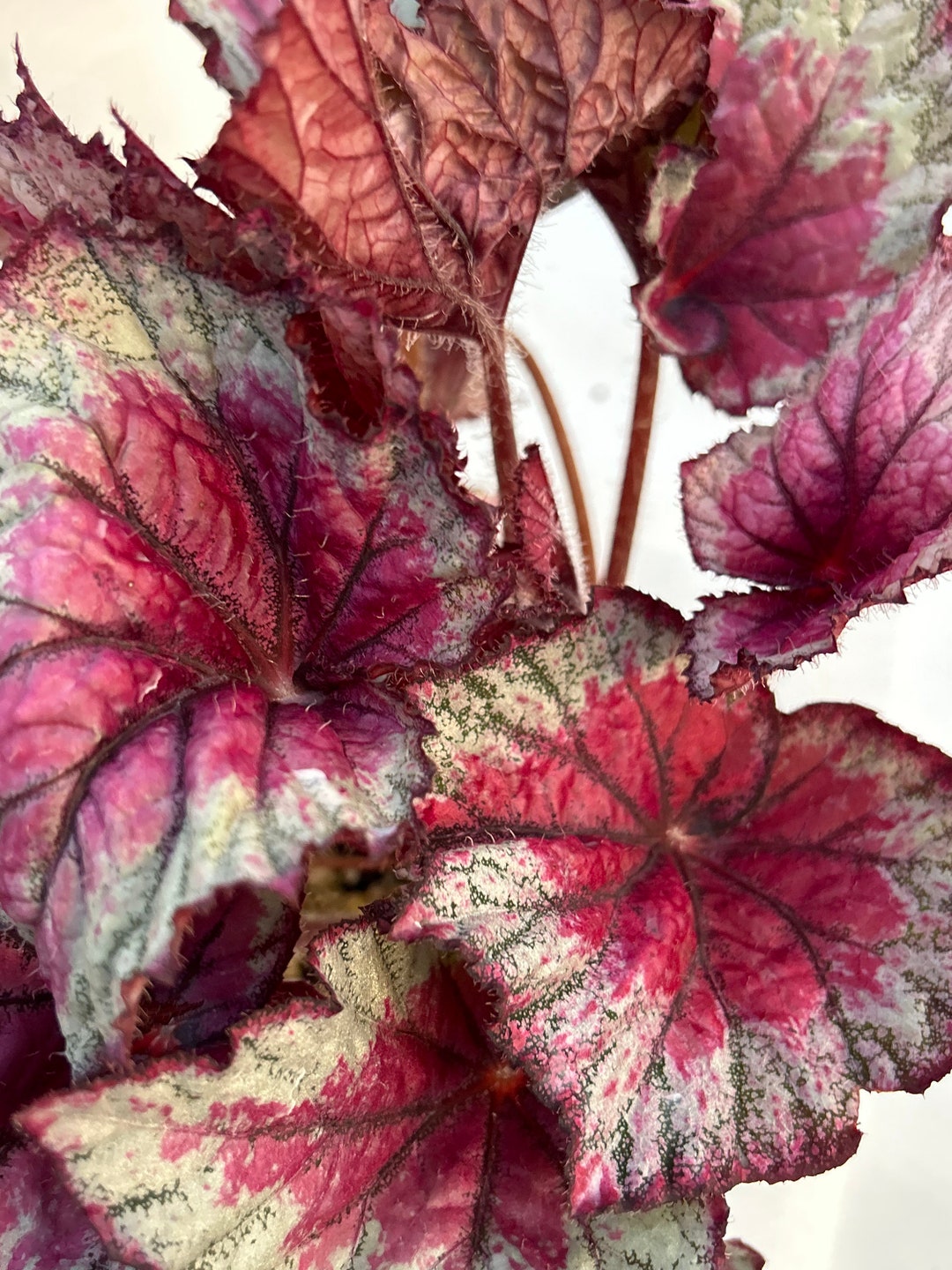 Rex Begonia 'ideal Red Heart' - Etsy