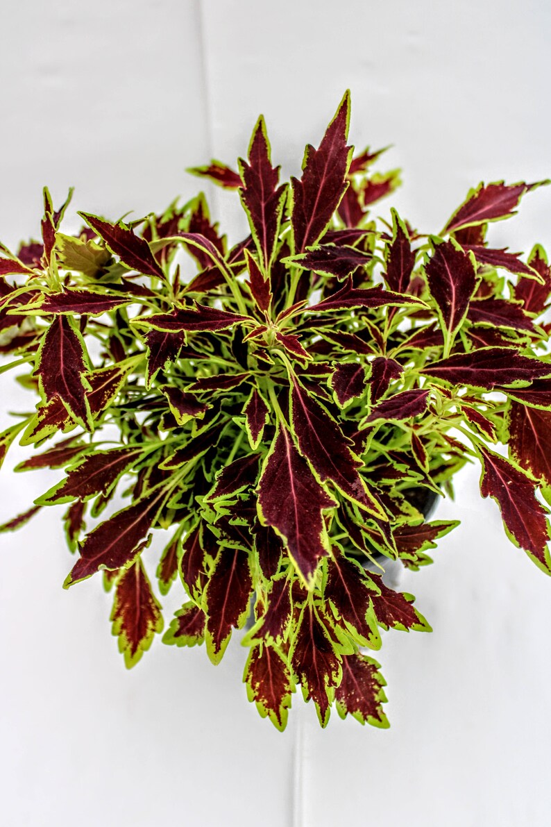 Coleus 'flamethrower Serrano' - Etsy Israel