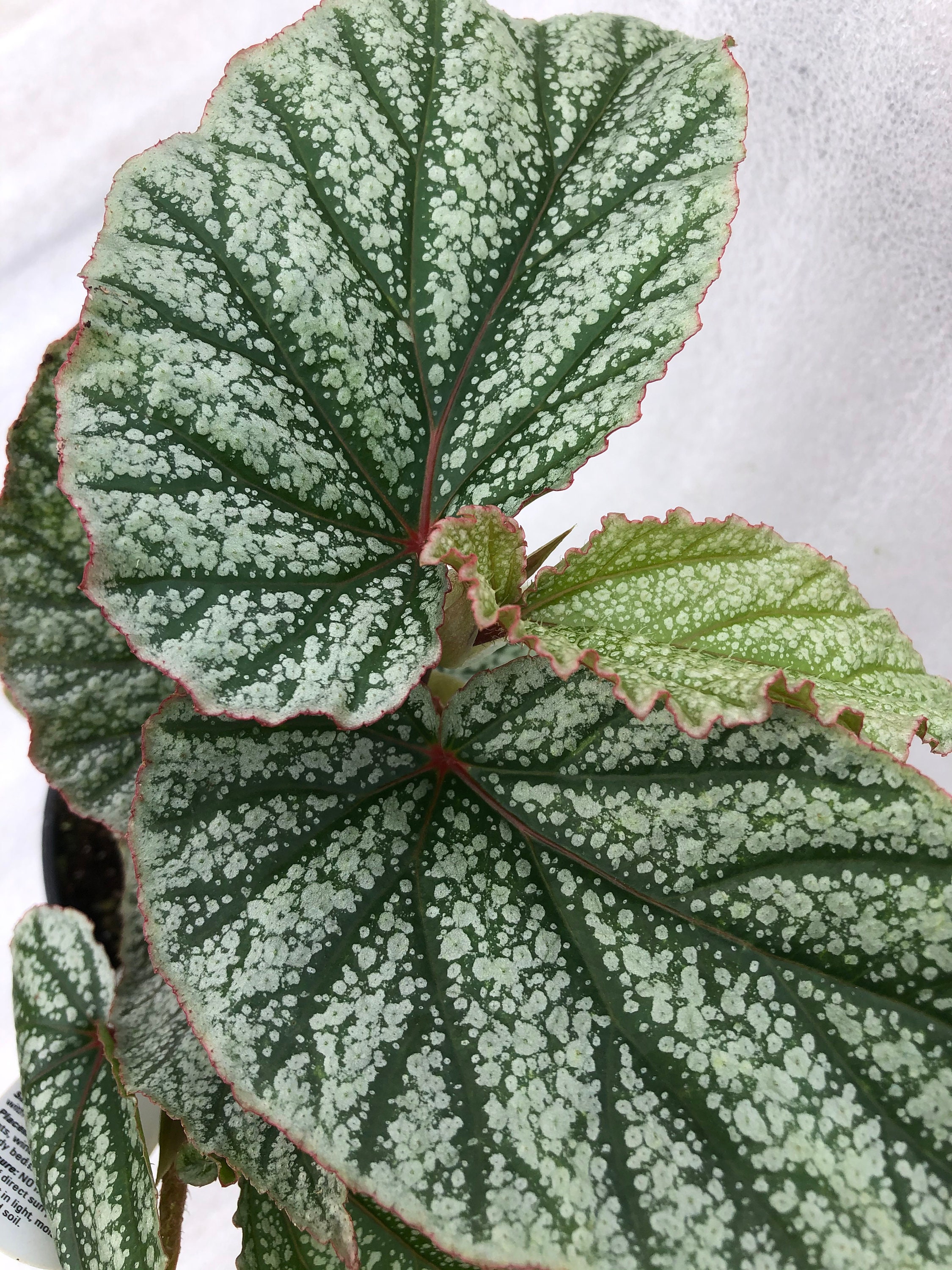 Angelwing Begonia 'frosty' | Etsy
