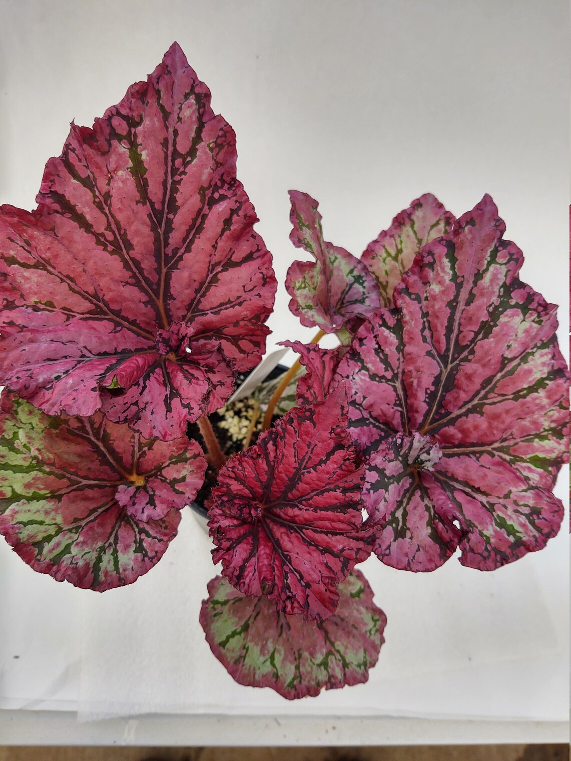 Rex Begonia 'ruby Slippers' BFF Exclusive - Etsy