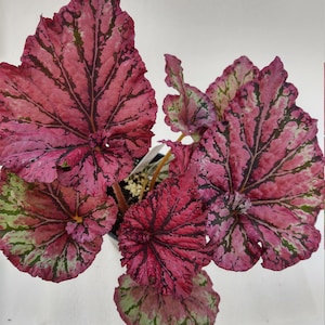 Rex Begonia 'ruby Slippers' BFF Exclusive - Etsy