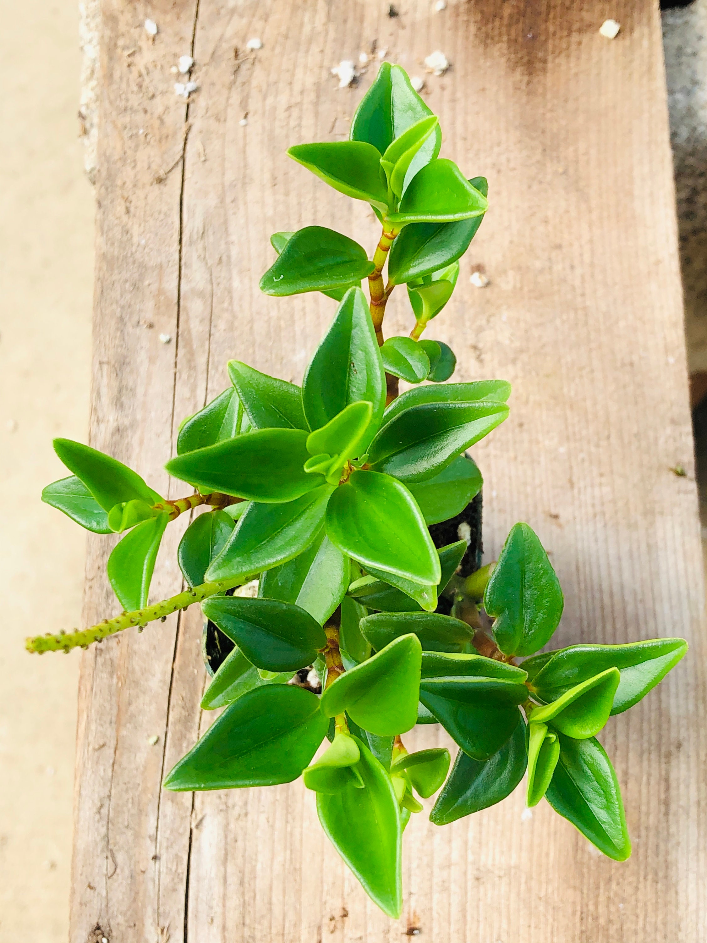 Peperomia 'orba' - Etsy