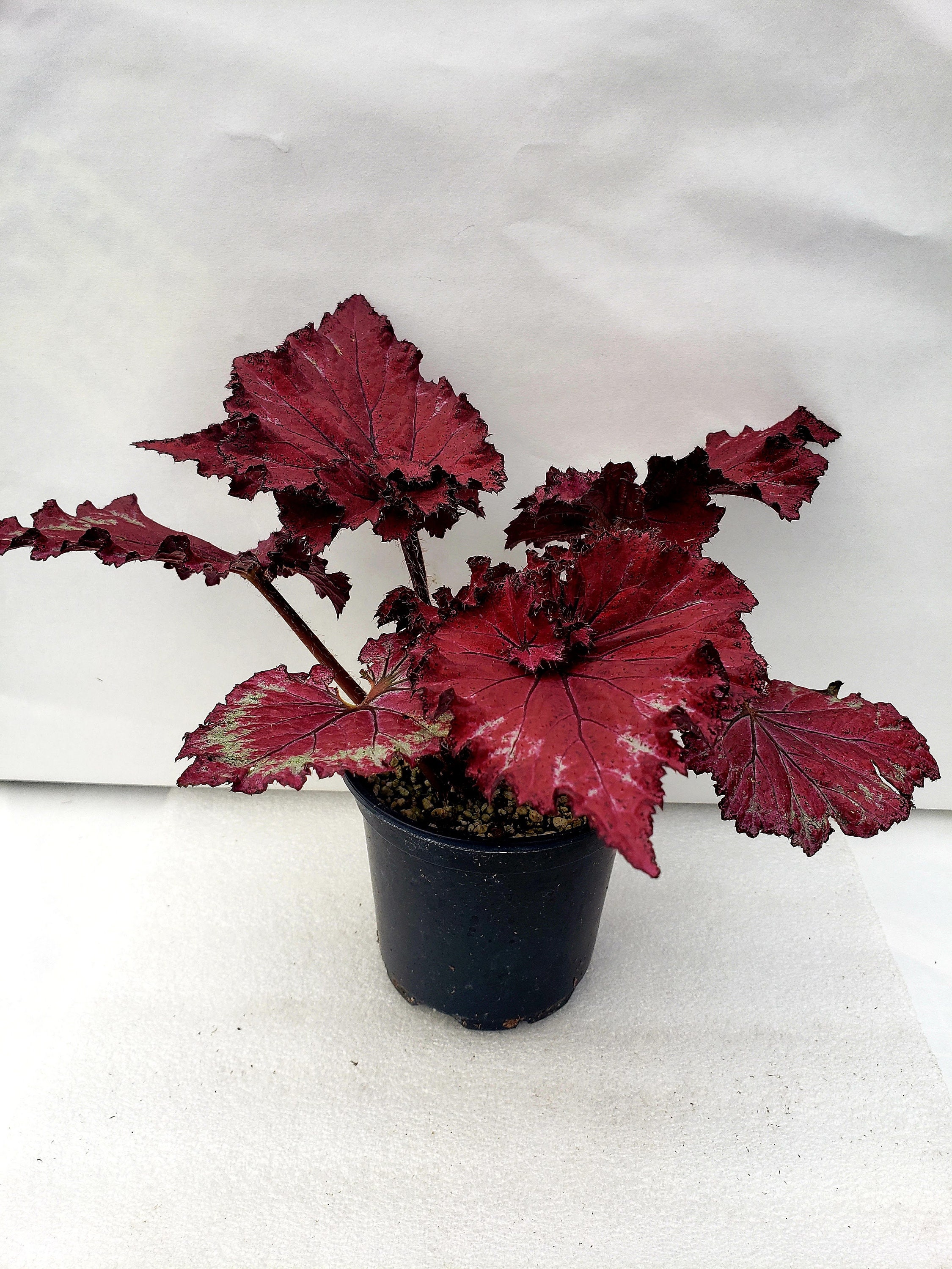 Rex Begonia 'festive Red Classic' | Etsy