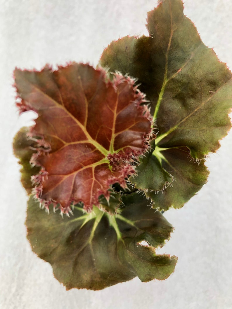 Rhizomatous Begonia 'madame Queen' - Etsy