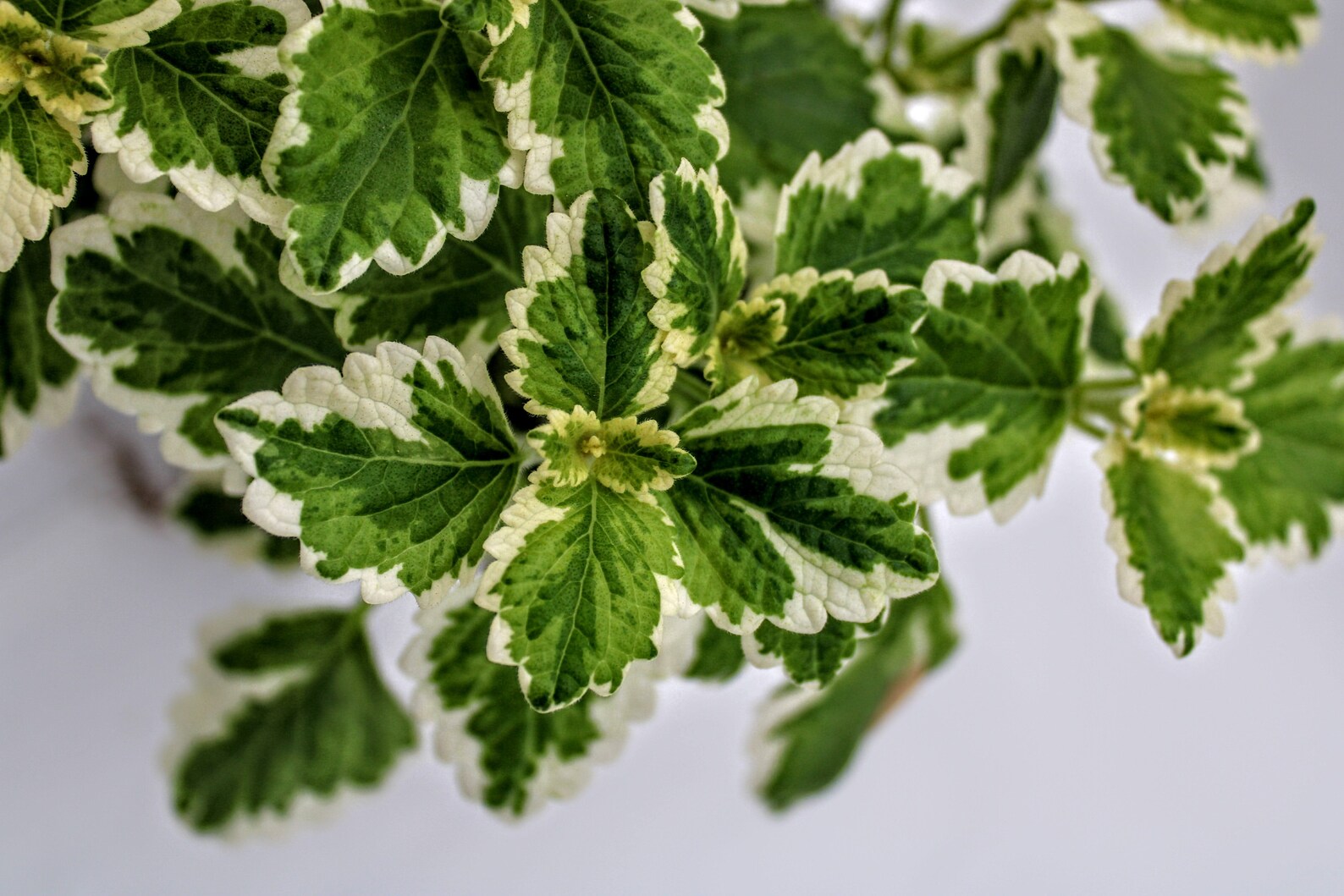 Plectranthus Coleoides Variegata ( Variegated Swedish Ivy) - Etsy