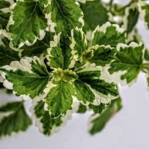 Plectranthus Coleoides Variegata ( Variegated Swedish Ivy) - Etsy